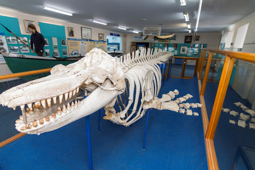 Eden Killer Whale Museum | Creative South
